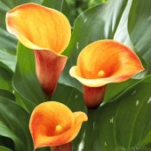 Significado de Calas: historia, colores y simbolismo floral